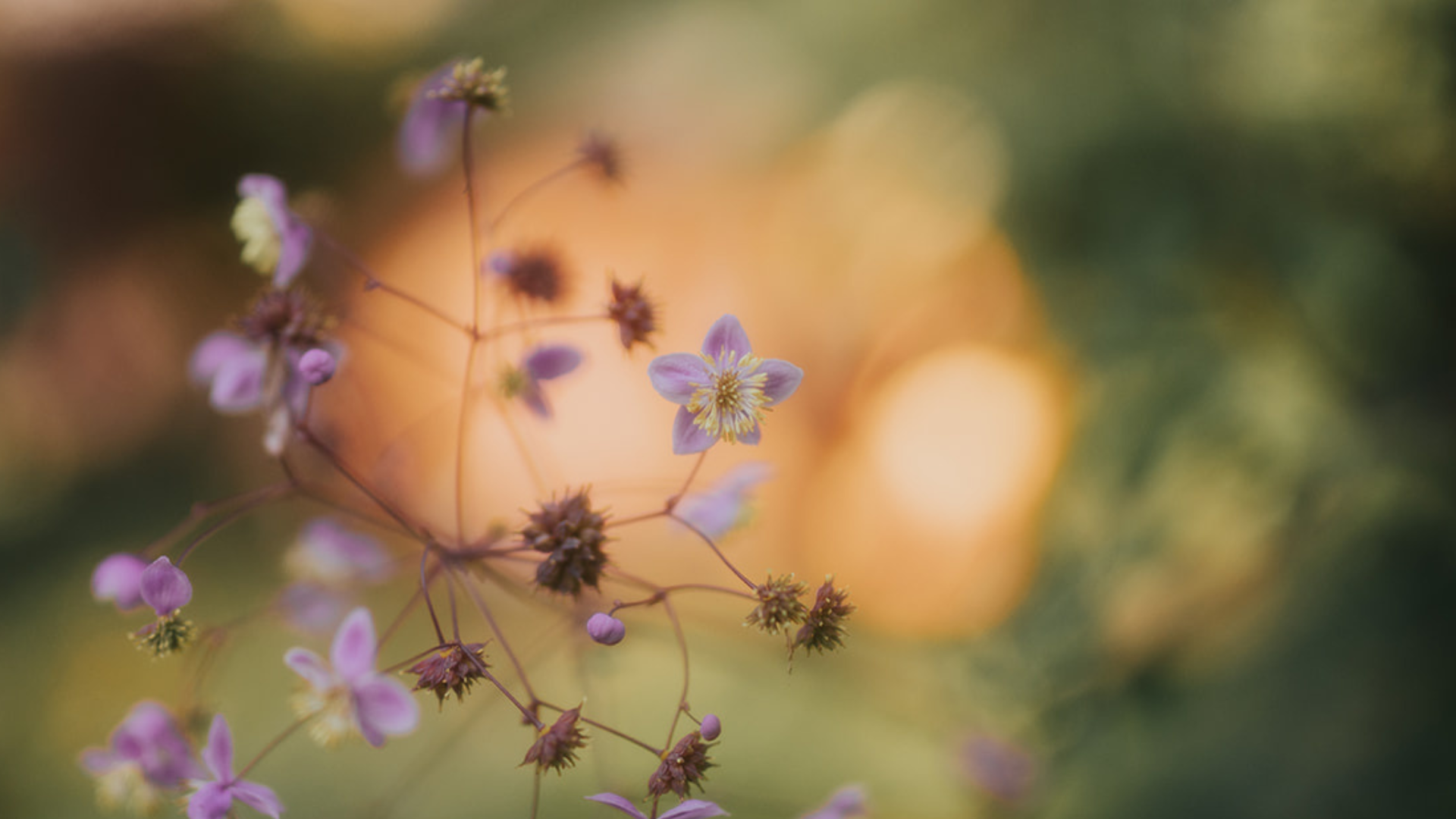 Spring Awakening Guide - The Journal